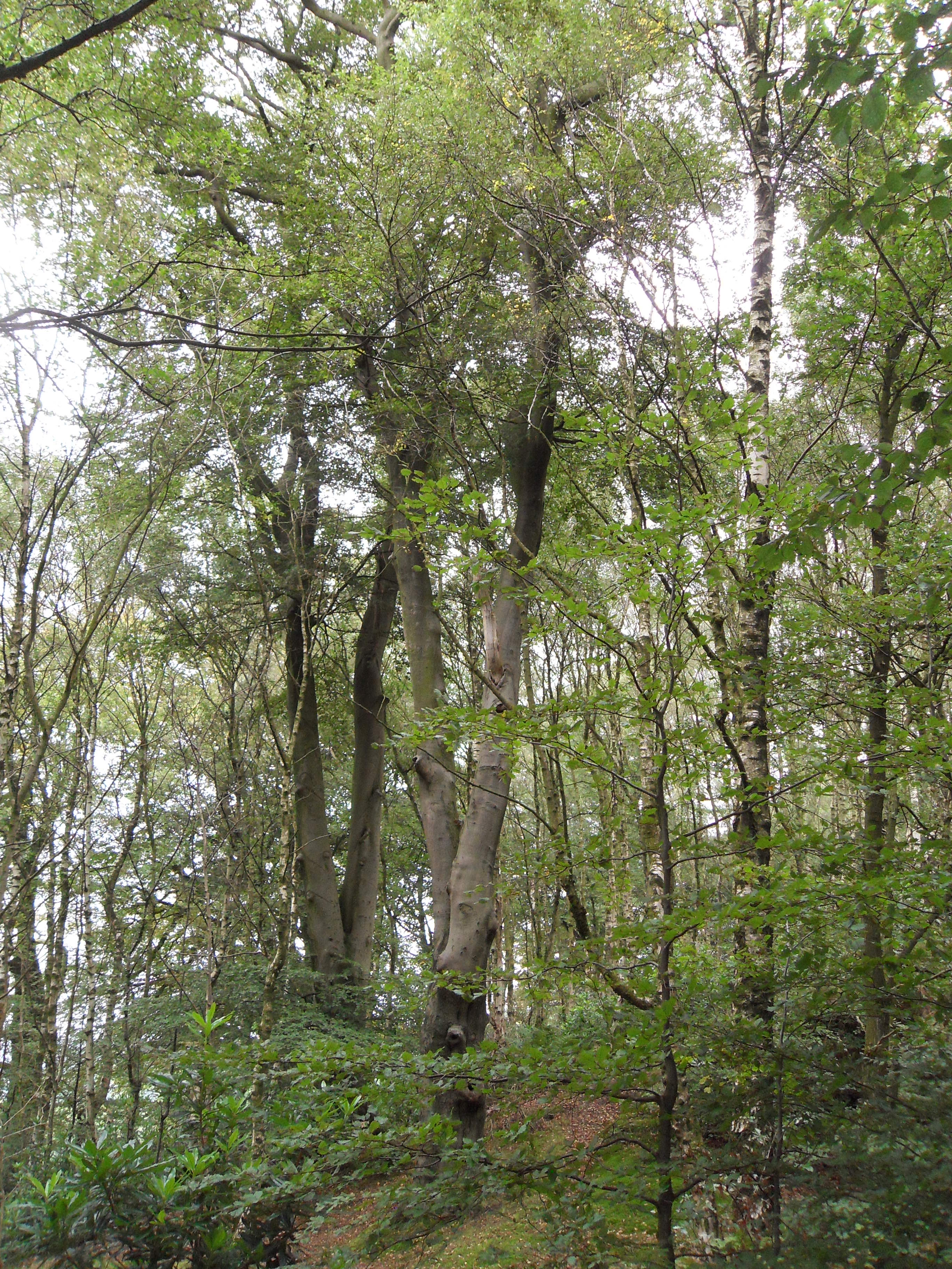 Spring Wood, near Whalley – Lancashire Past