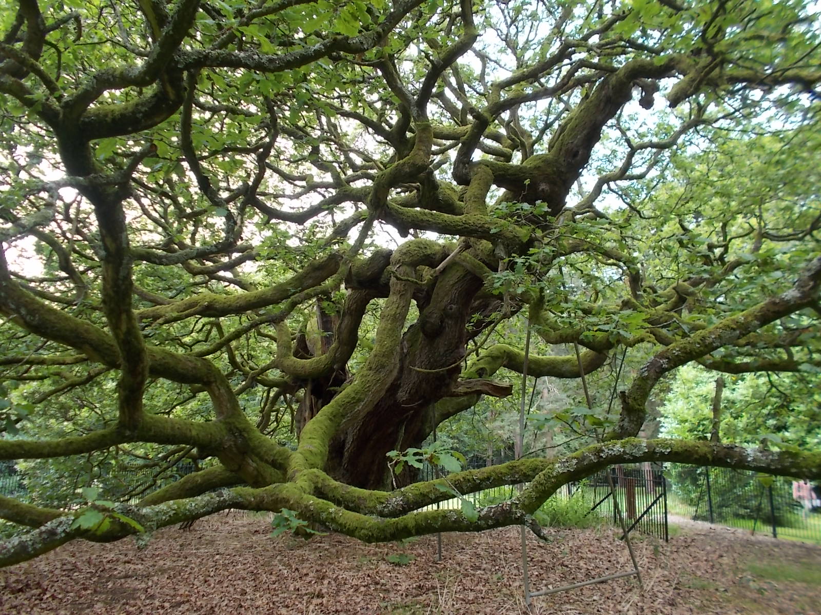 A History of the Allerton Oak, Liverpool – Lancashire Past